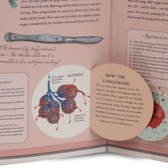 Human Body Pop Up Book - Pop Up & Convertible Books